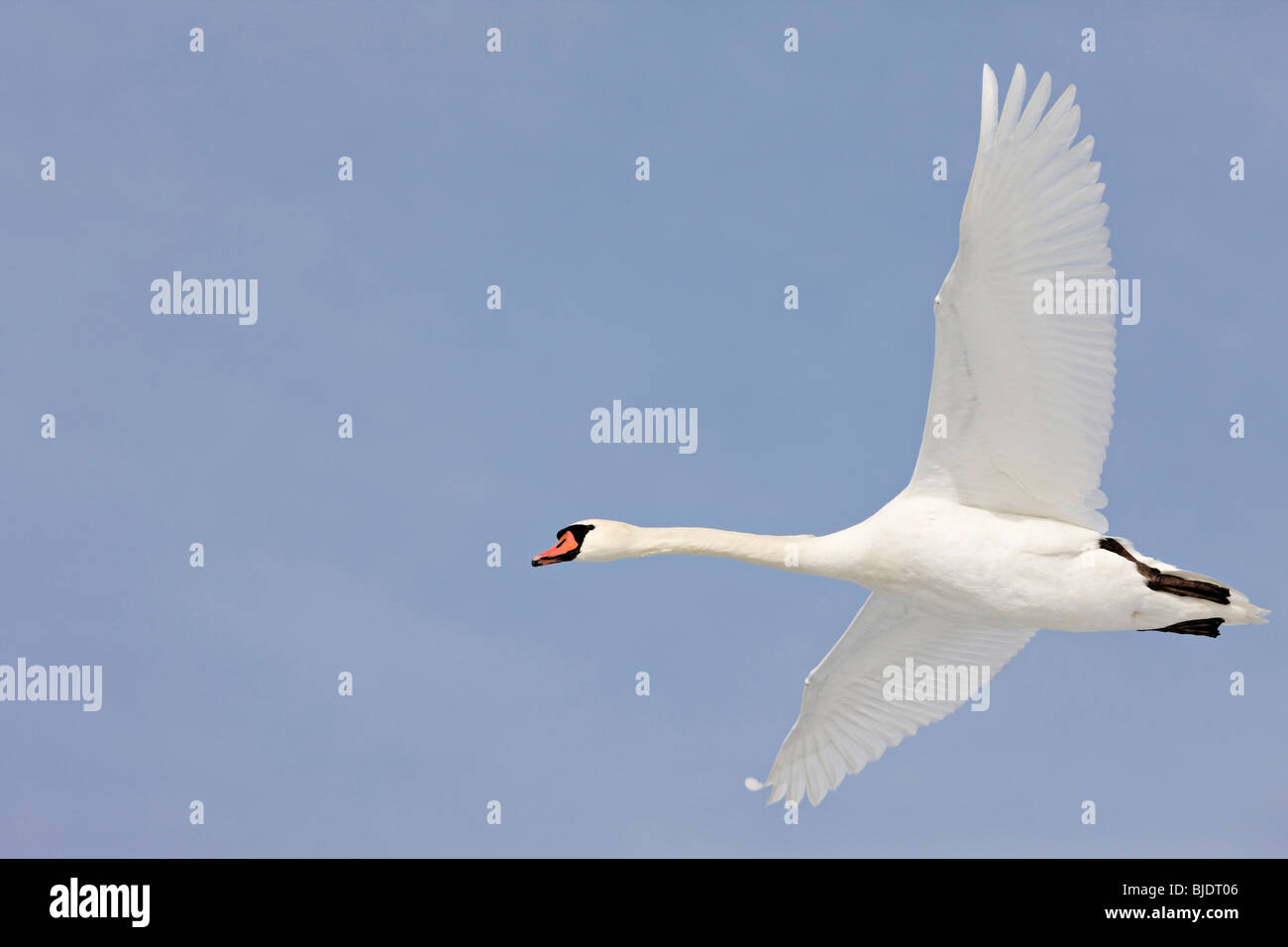 Swan in flight Stock Photo - Alamy