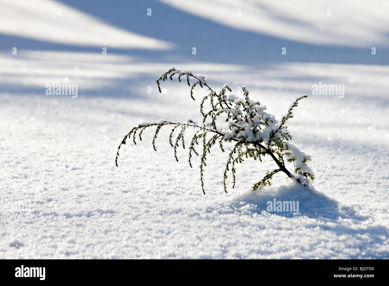 Small shrub in snow Stock Photo - Alamy
