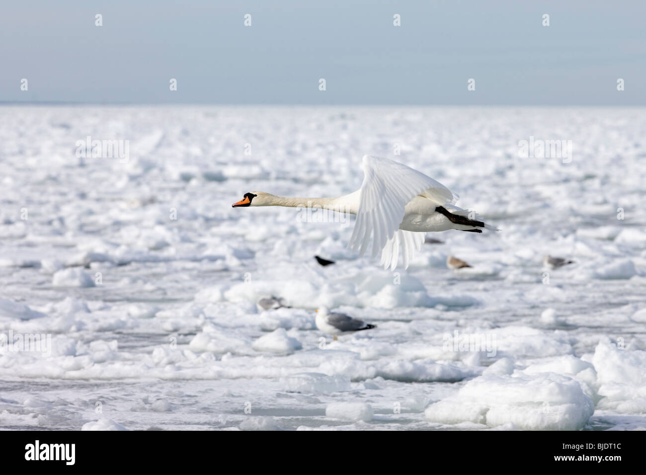 Swan flying above icy sea Stock Photo - Alamy