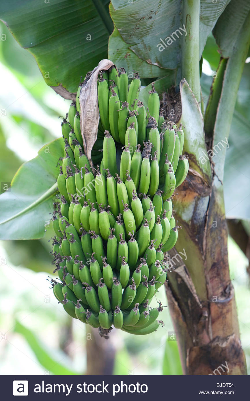 Banana Tree Africa Stock Photos & Banana Tree Africa Stock Images - Alamy