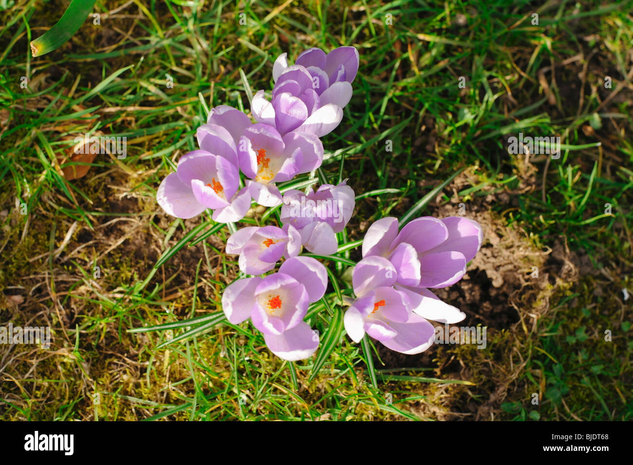 crocus in a country cemetery in spring Stock Photo - Alamy