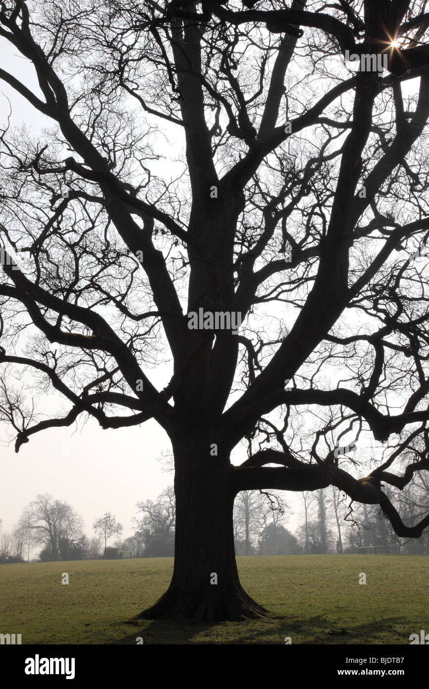 Old oak tree silhouette hi-res stock photography and images - Alamy