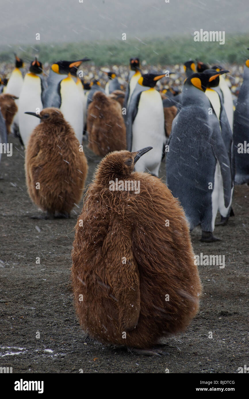 Fat penguin hi-res stock photography and images - Alamy