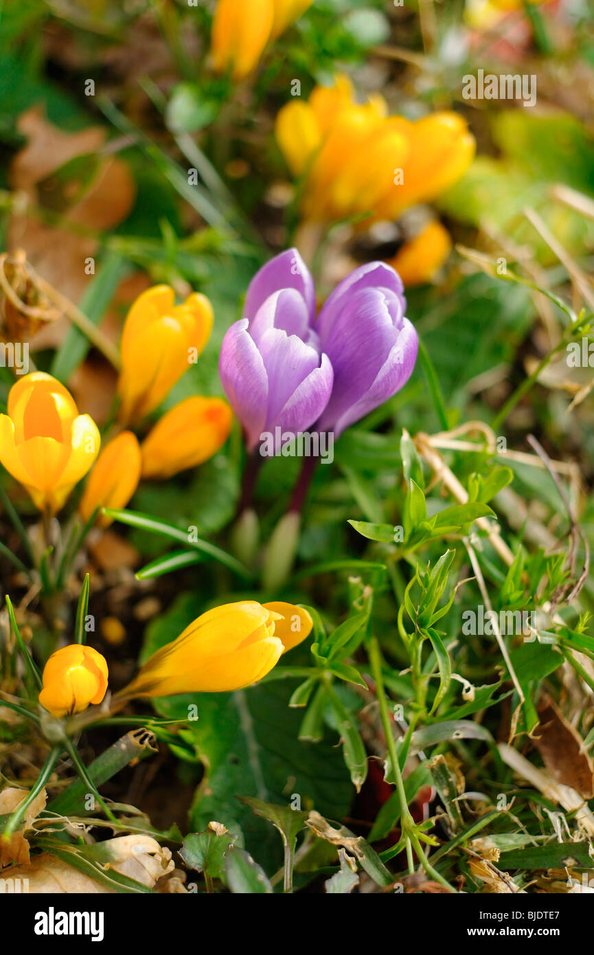 crocus in a country cemetery Stock Photo - Alamy