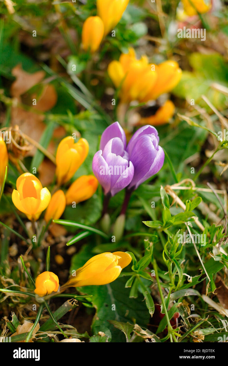 crocus in a country cemetery Stock Photo - Alamy