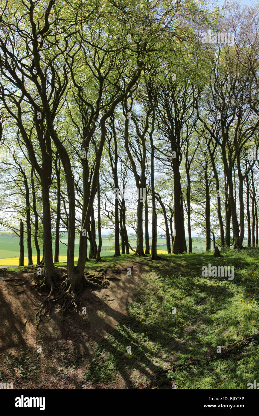 Copse of spring trees, Marlborough Downs, Wiltshire, England Stock ...