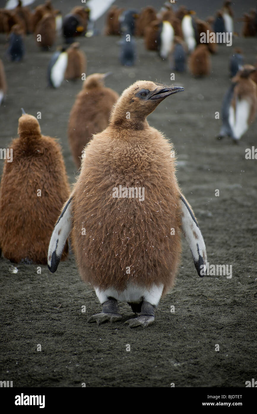 Molting King Penguin with snow in fur, Gold Harbour, South Georgia ...