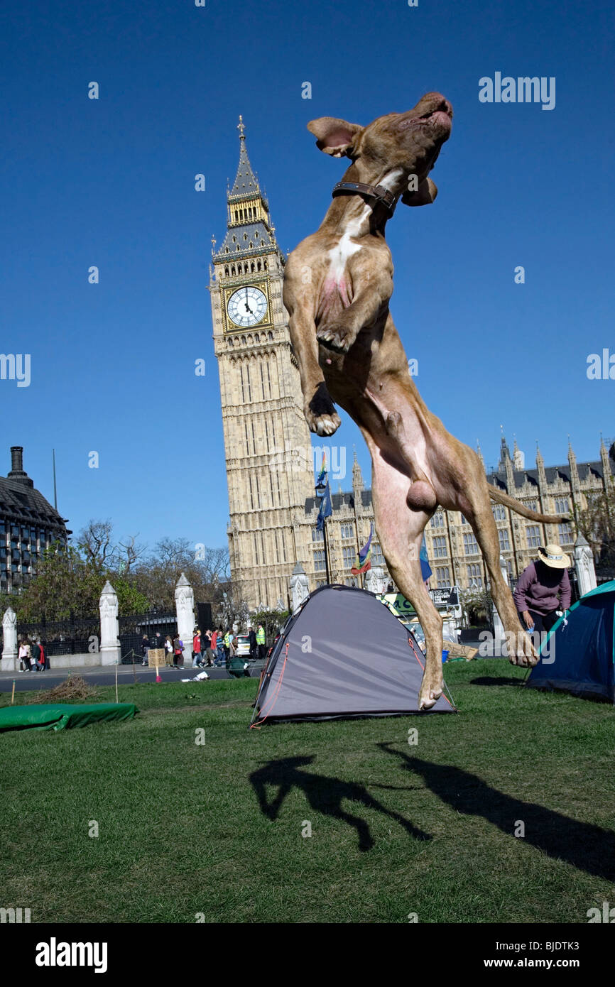 Grass summer pooch funy hi-res stock photography and images - Alamy