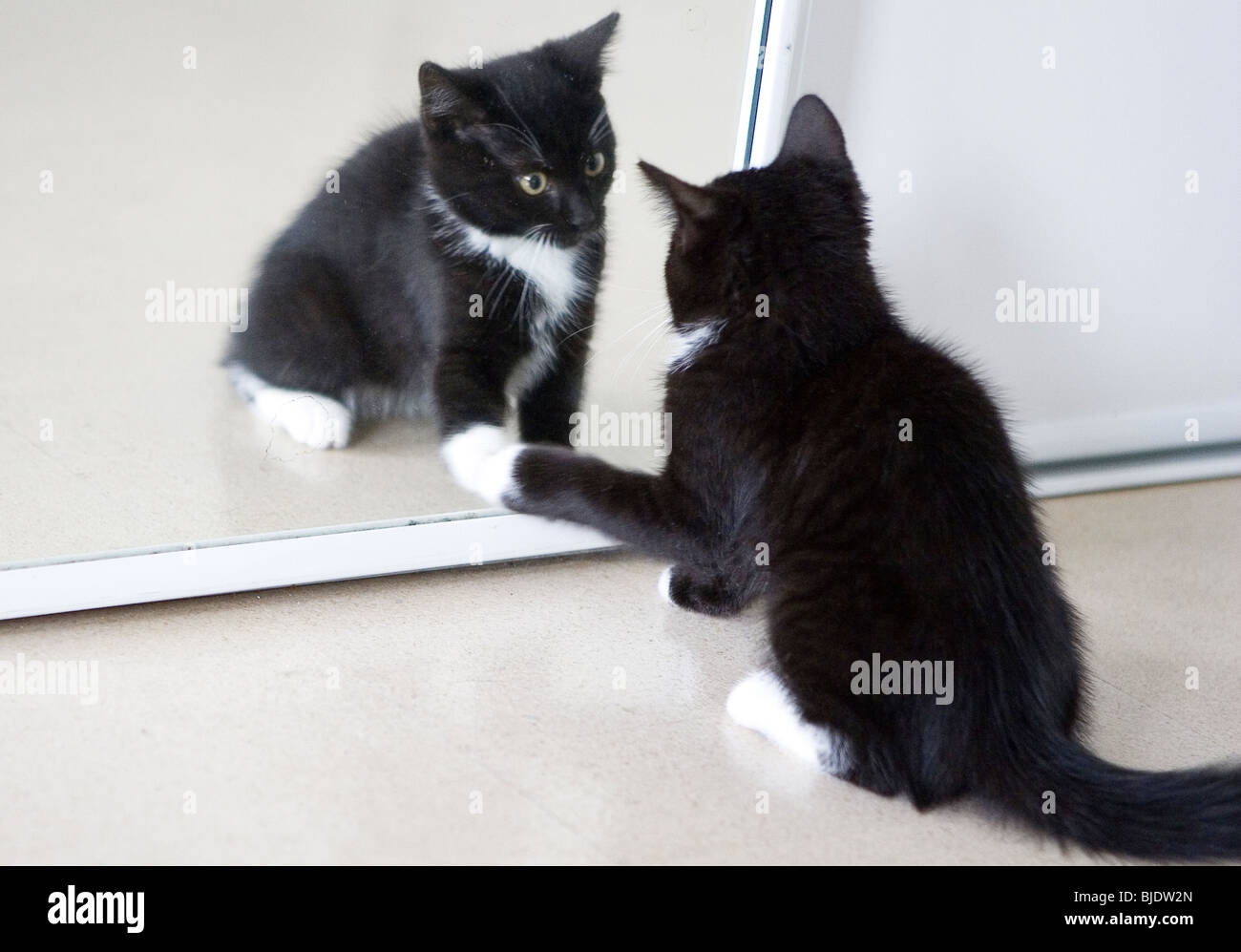 Mirror image cats hi-res stock photography and images - Alamy