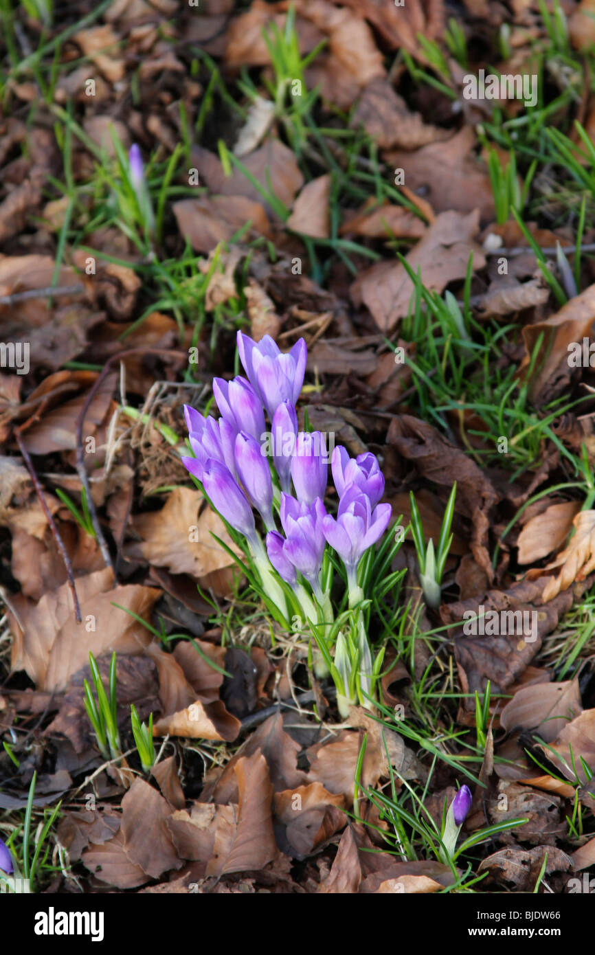 crocus broadway village in the cotswolds Stock Photo - Alamy
