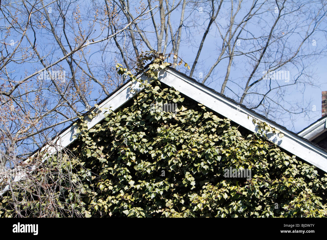The gable end of a country cottage with ceder shakes stone chimney and ...