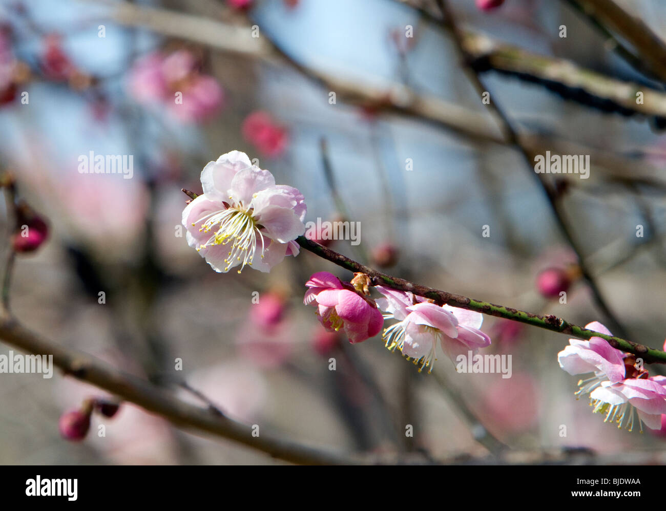 A Japanese Prunus Mume Ume Winter apricot spring blossoms. Closeup the ...