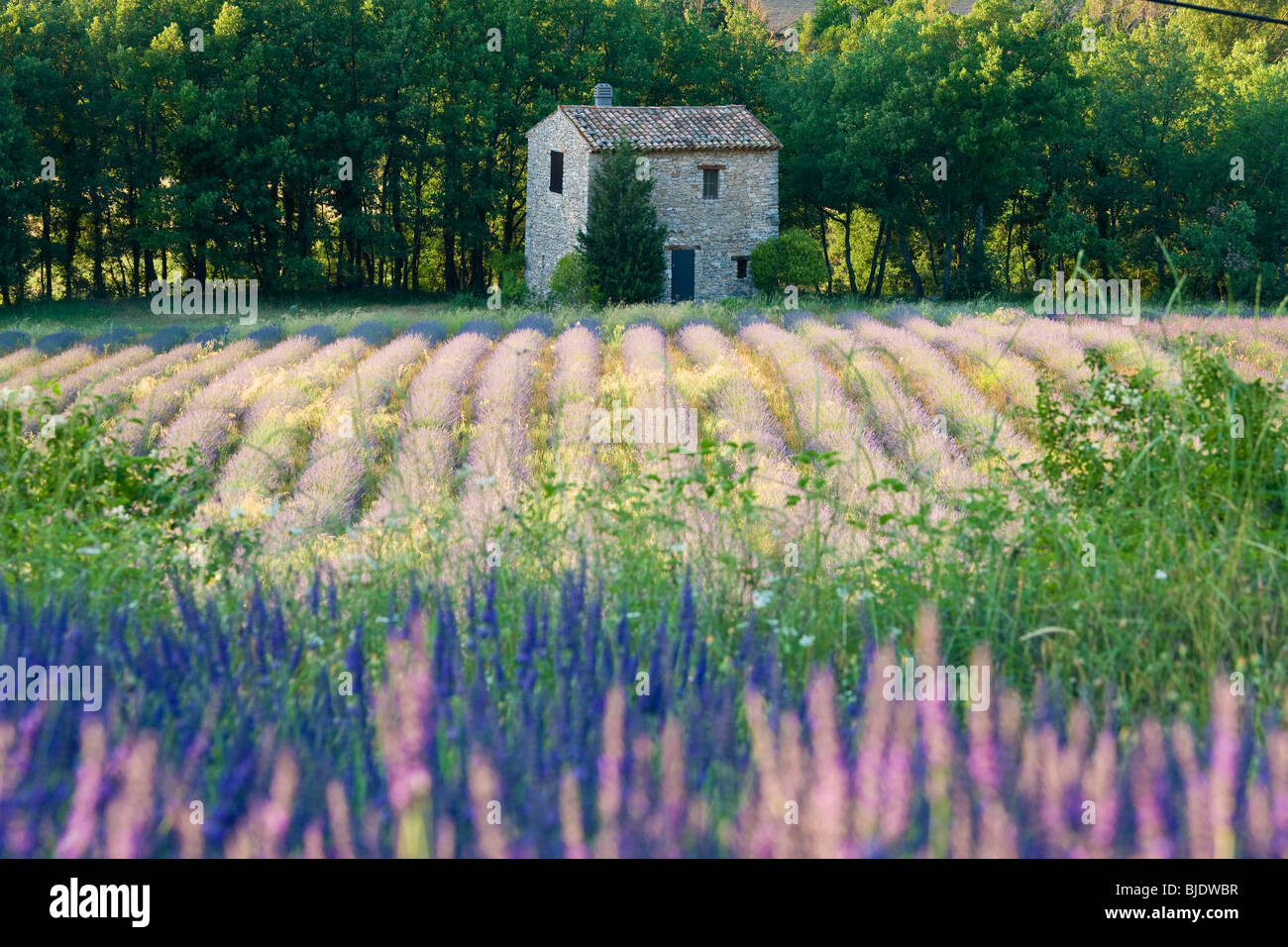 The luberon lavender hi-res stock photography and images - Alamy