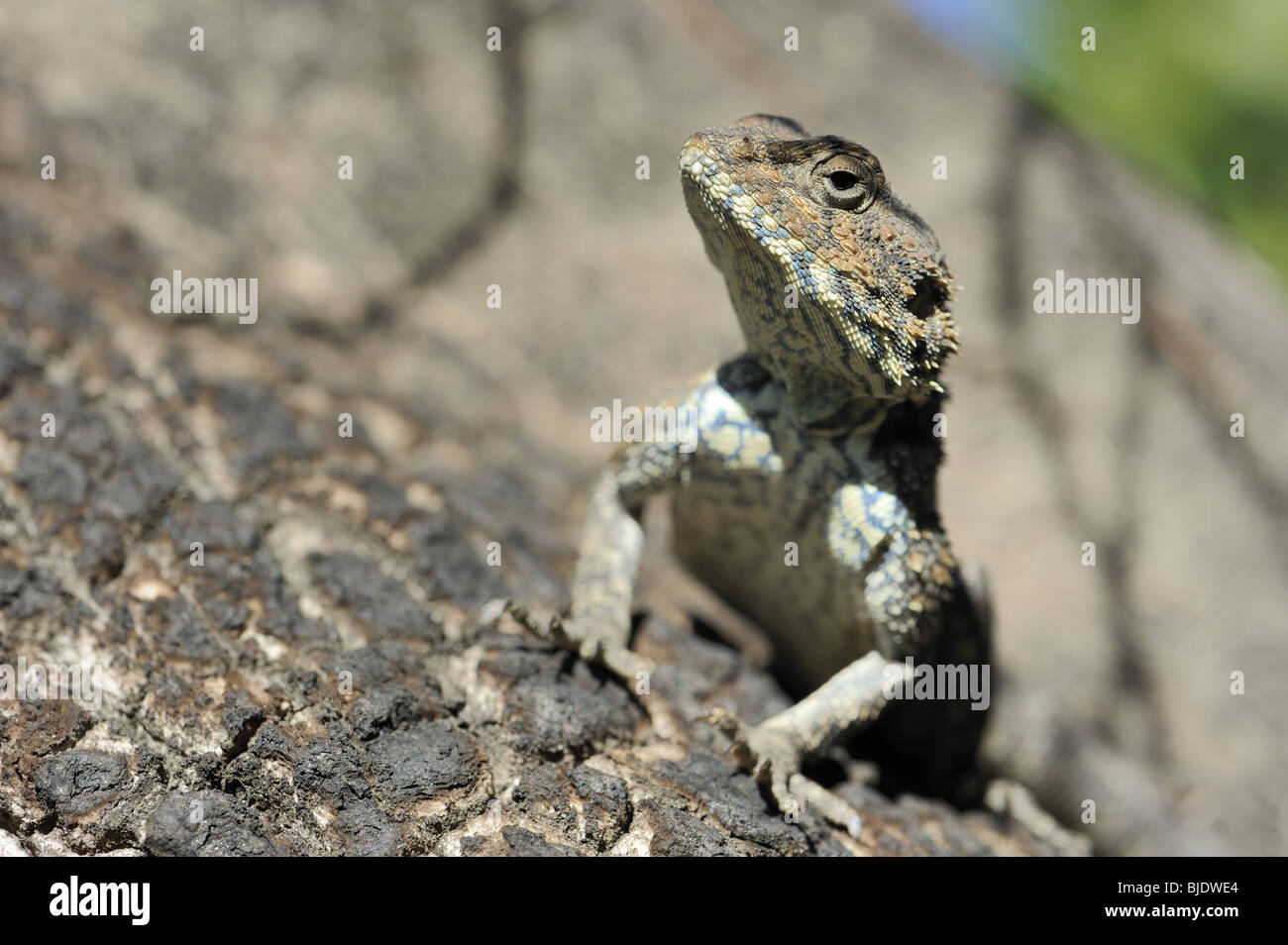 Tree Agama Lizard Agama High Resolution Stock Photography and Images ...