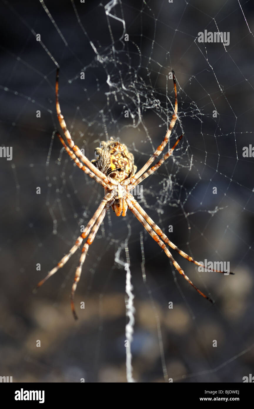 Female Garden Orb Web Spider Stock Photo - Alamy