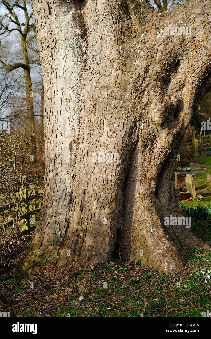 old, tree, churchyard, graves, graveyard Stock Photo - Alamy