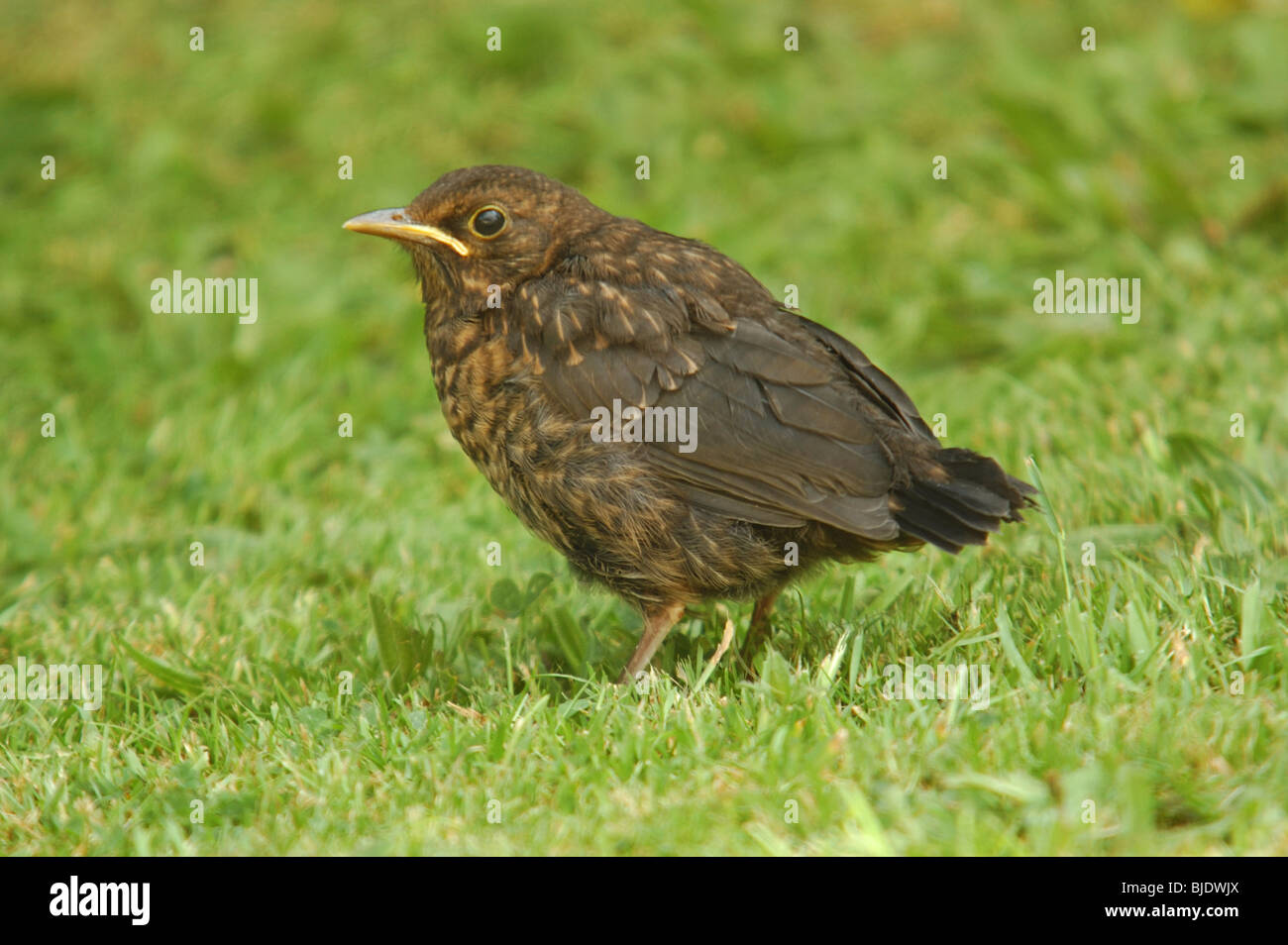 Blackbird chick hi-res stock photography and images - Alamy