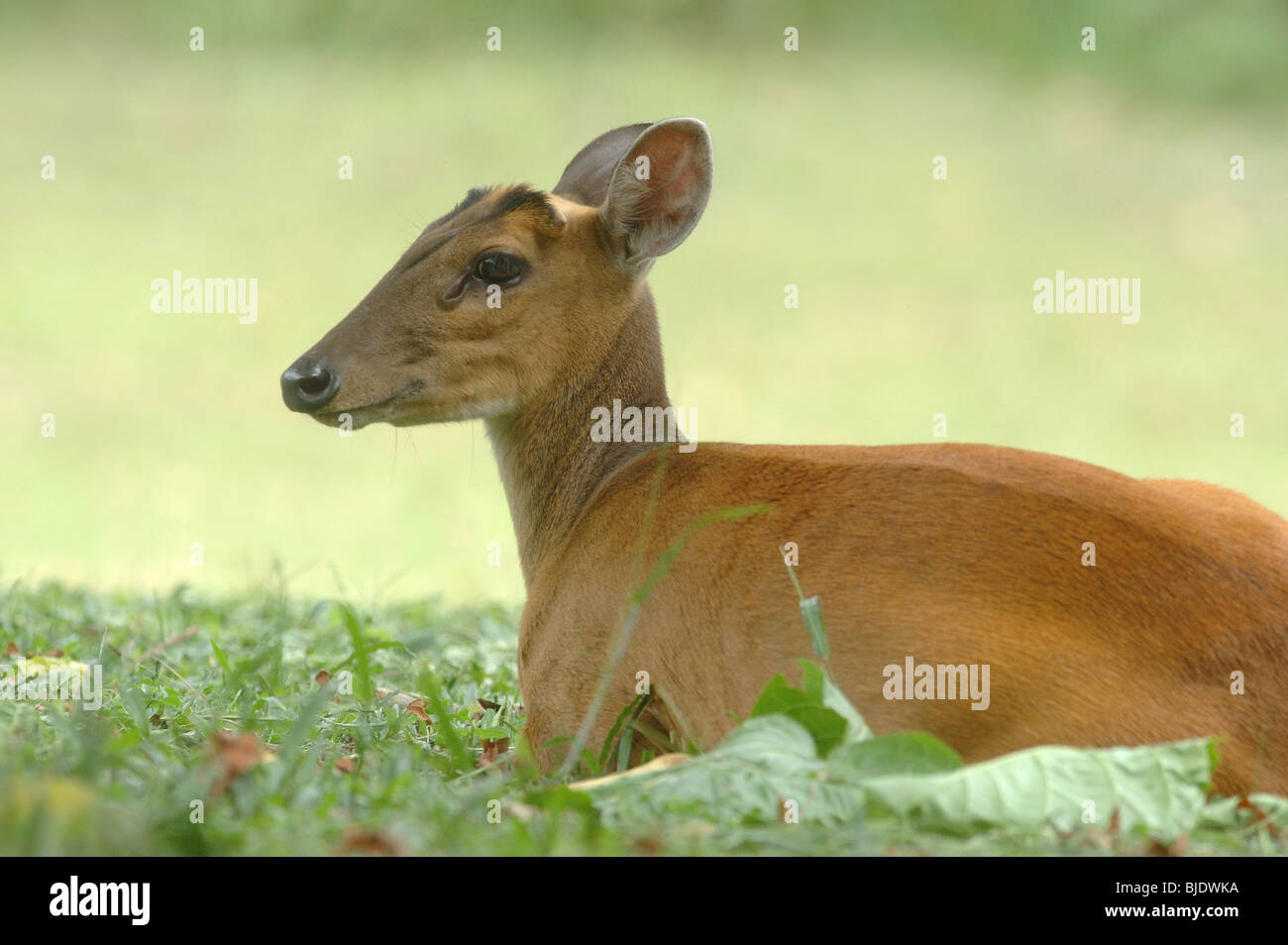 Red Muntjac Deer (Muntiacus muntjak) Khao Yai National Park, Thailand ...