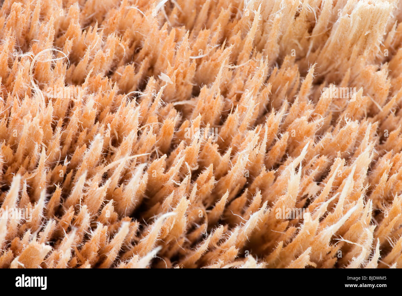 Macro photograph of a splintered tree trunk after being felled Stock ...