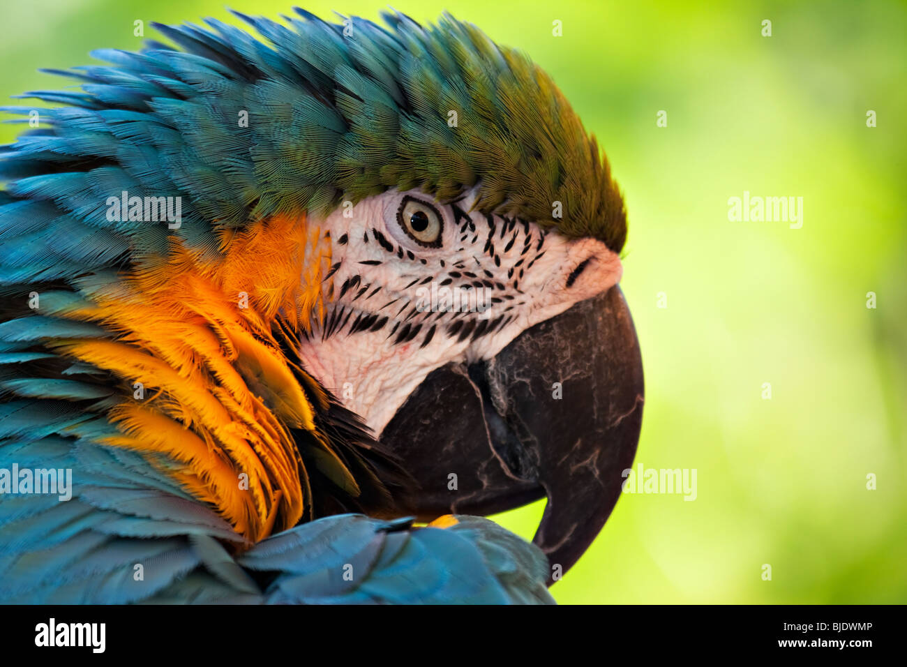 Close up portrait of a blue and yellow macaw parrot Stock Photo - Alamy