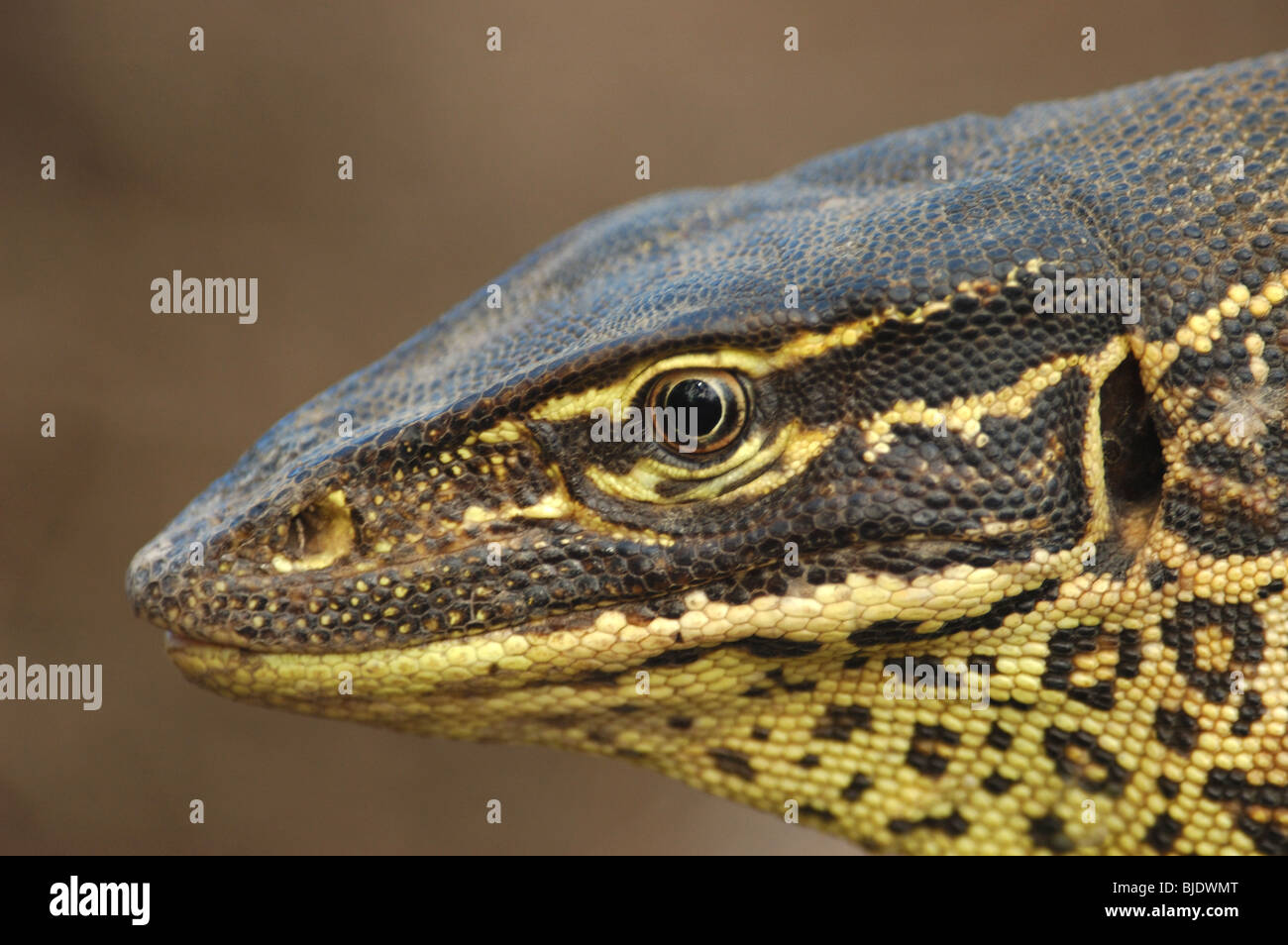 Yellow spotted monitor lizard hi-res stock photography and images - Alamy