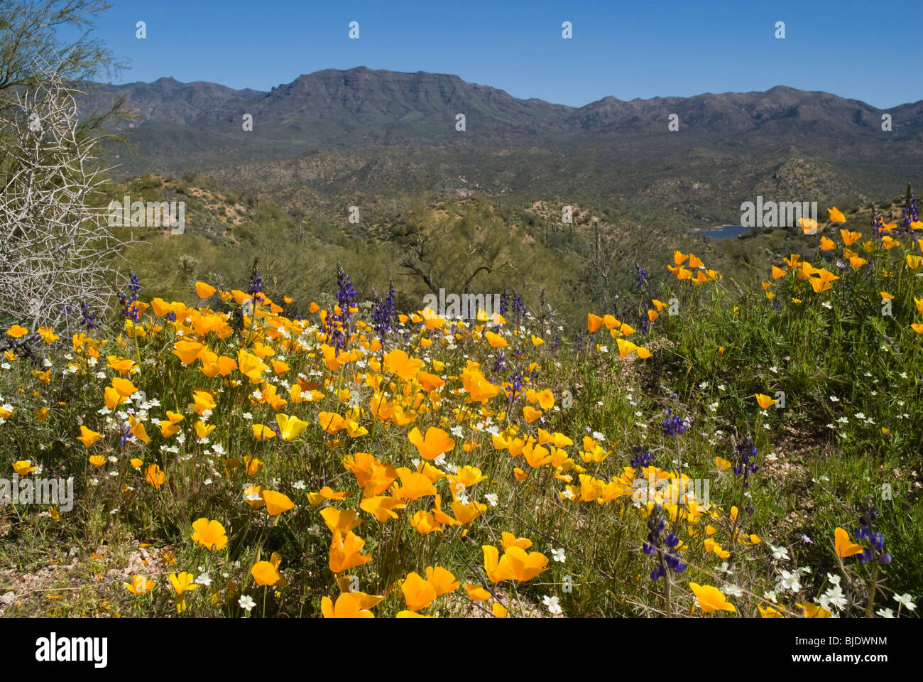 Bartlett Lake, near Carefree, Arizona, USA, during the Spring ...