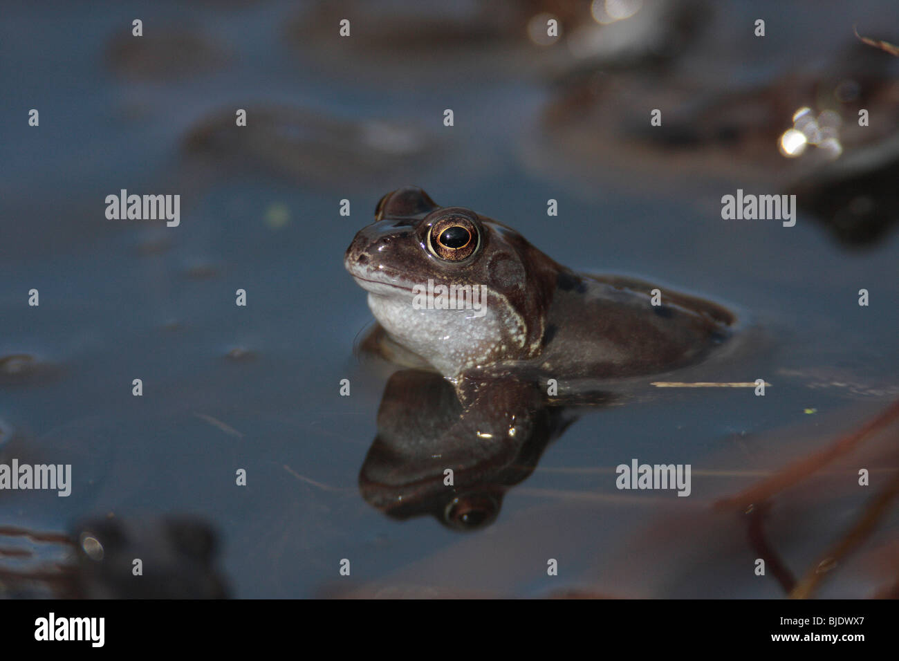 Irish frog hi-res stock photography and images - Alamy