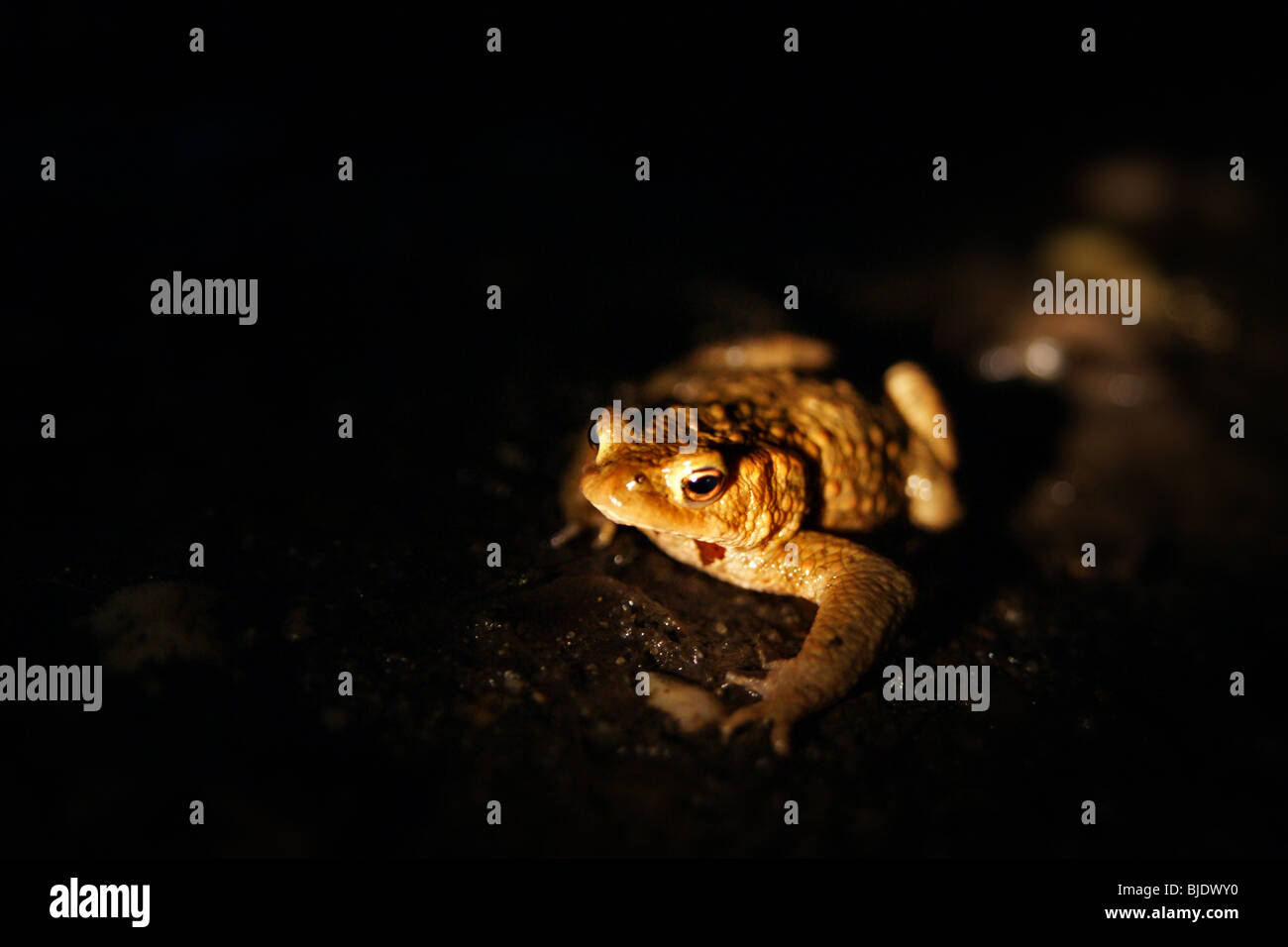 A toad in the dark Stock Photo - Alamy