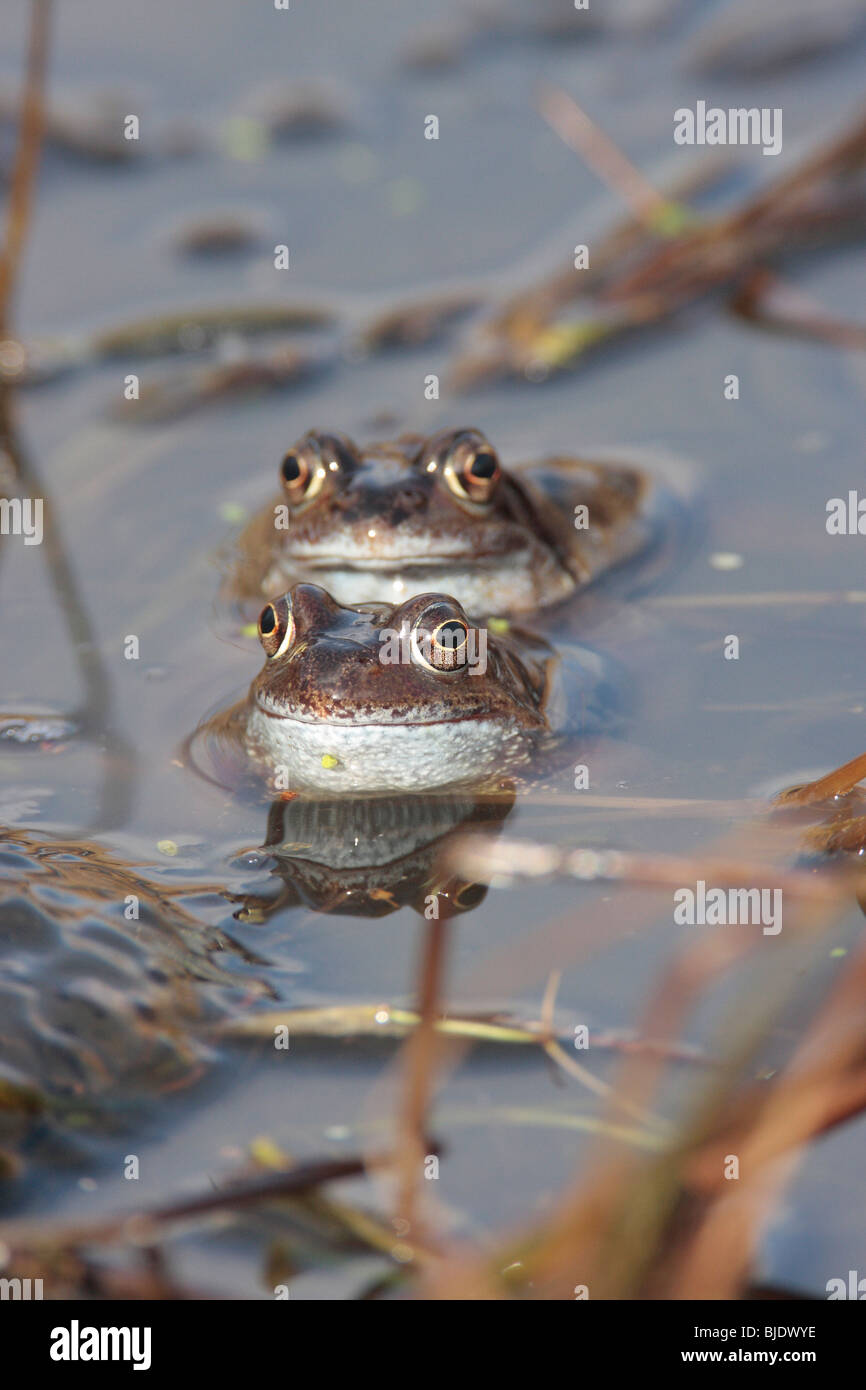 Irish frog hi-res stock photography and images - Alamy