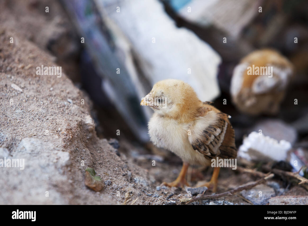 Chicks chicken hi-res stock photography and images - Alamy