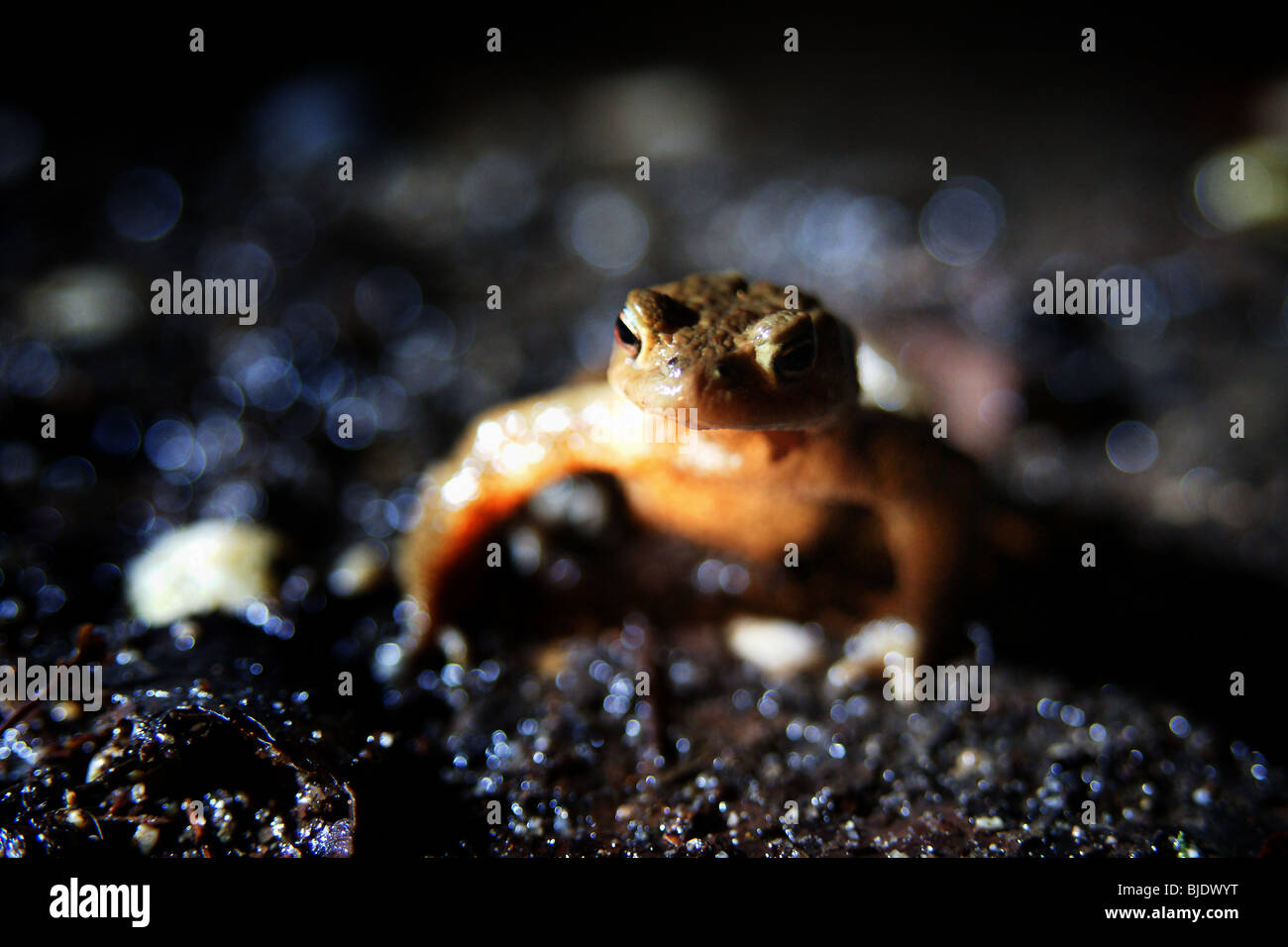 Toad feet hi-res stock photography and images - Alamy