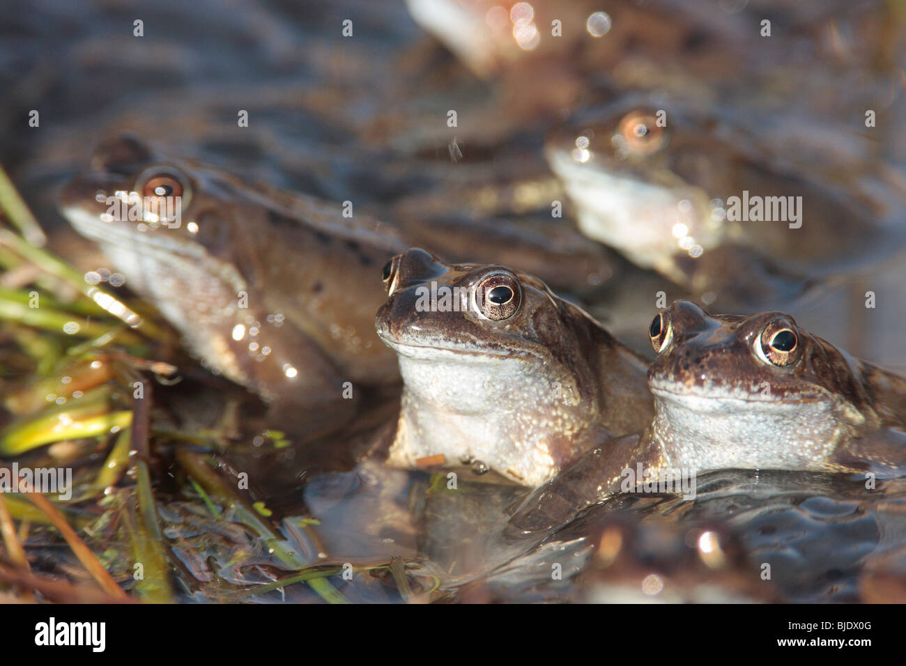 Irish Frog Stock Photos & Irish Frog Stock Images - Alamy