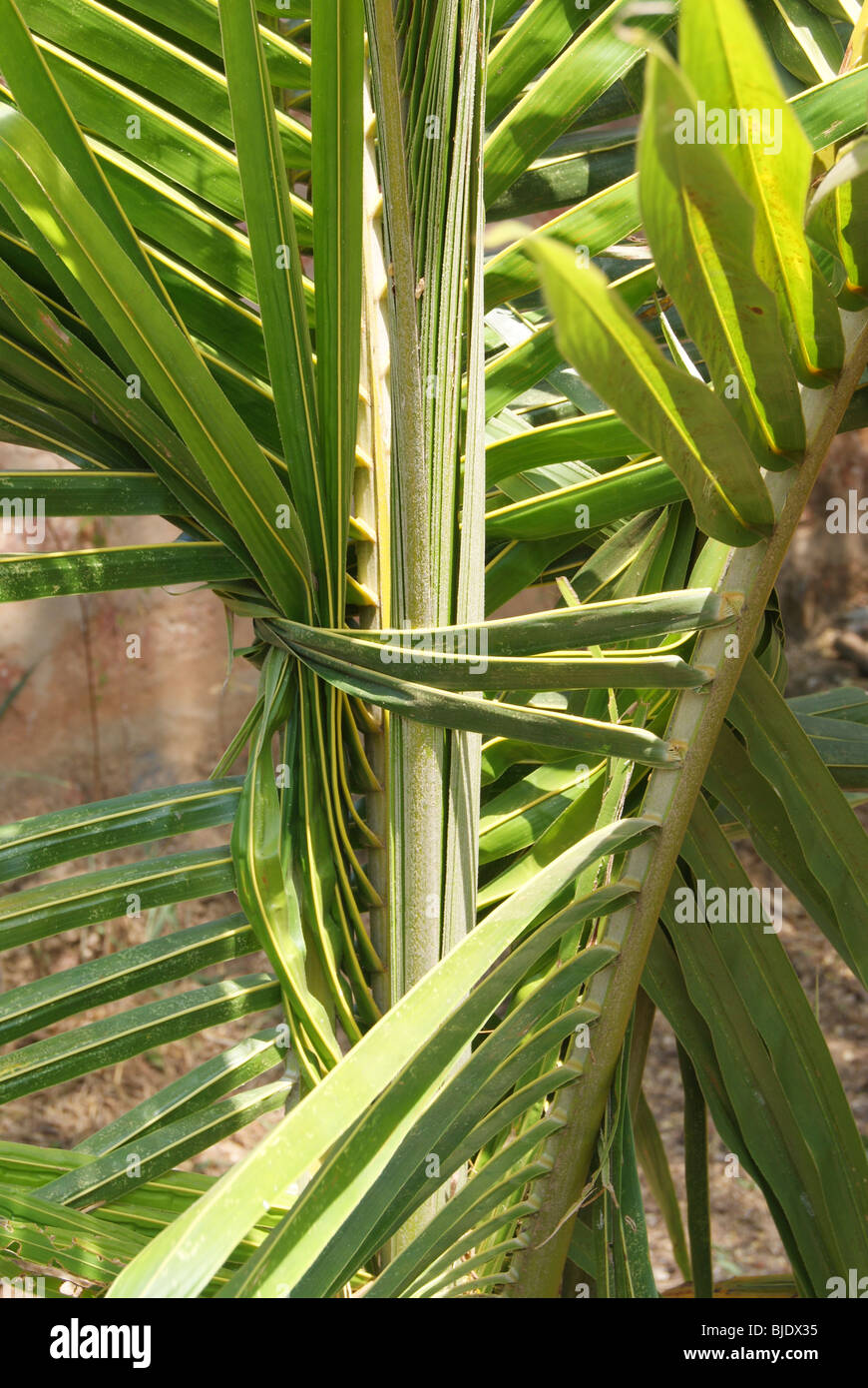 Small coconut tree hi-res stock photography and images - Alamy