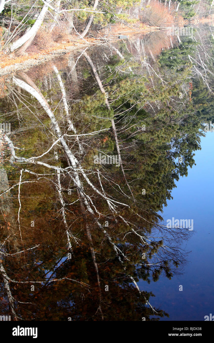 Mirrored image of tree limbs in lake reflection, white birch, aspen ...