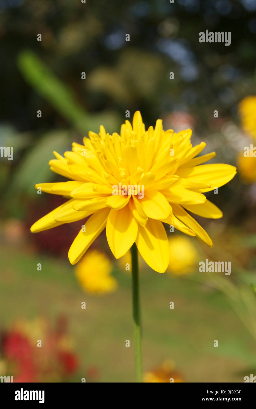 A cute Yellow Flower Glowing Beauty in Garden Stock Photo - Alamy