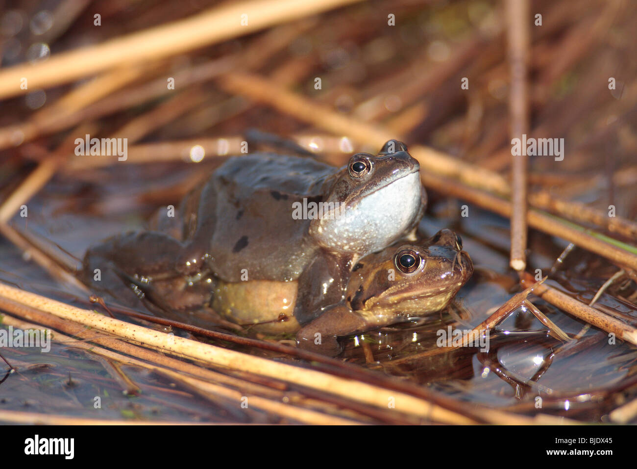 Irish frog hi-res stock photography and images - Alamy