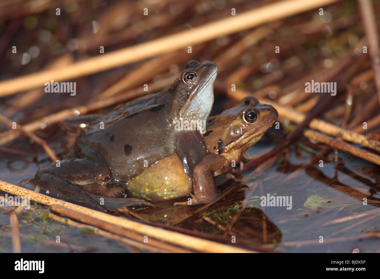 Irish Frog High Resolution Stock Photography and Images - Alamy