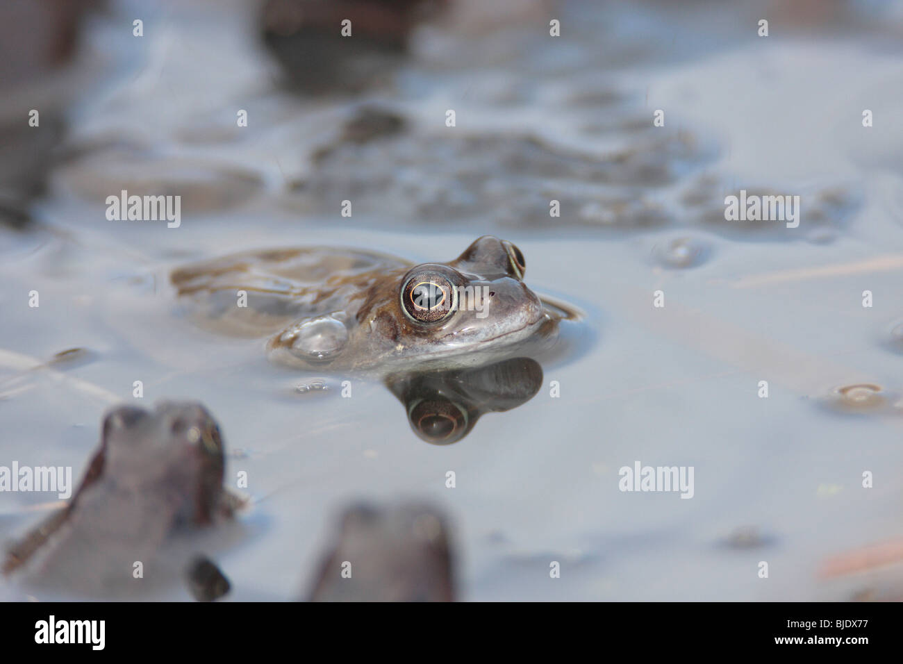 Irish frog hi-res stock photography and images - Alamy