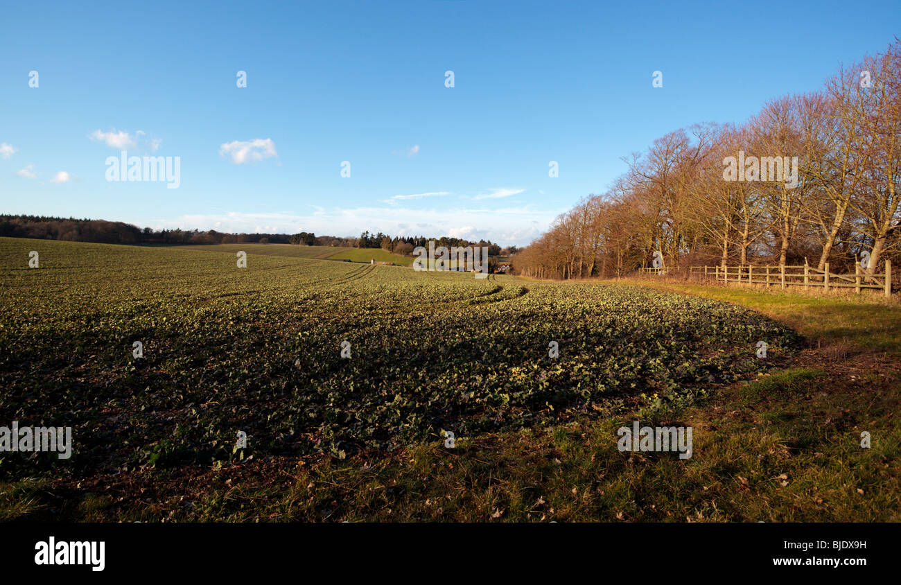 Chiltern landscape in oxfordshire hi-res stock photography and images ...