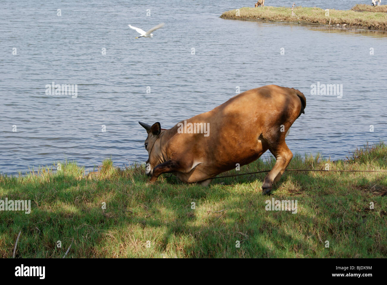 Shot taken just before the cow falling on to the backwaters after being ...