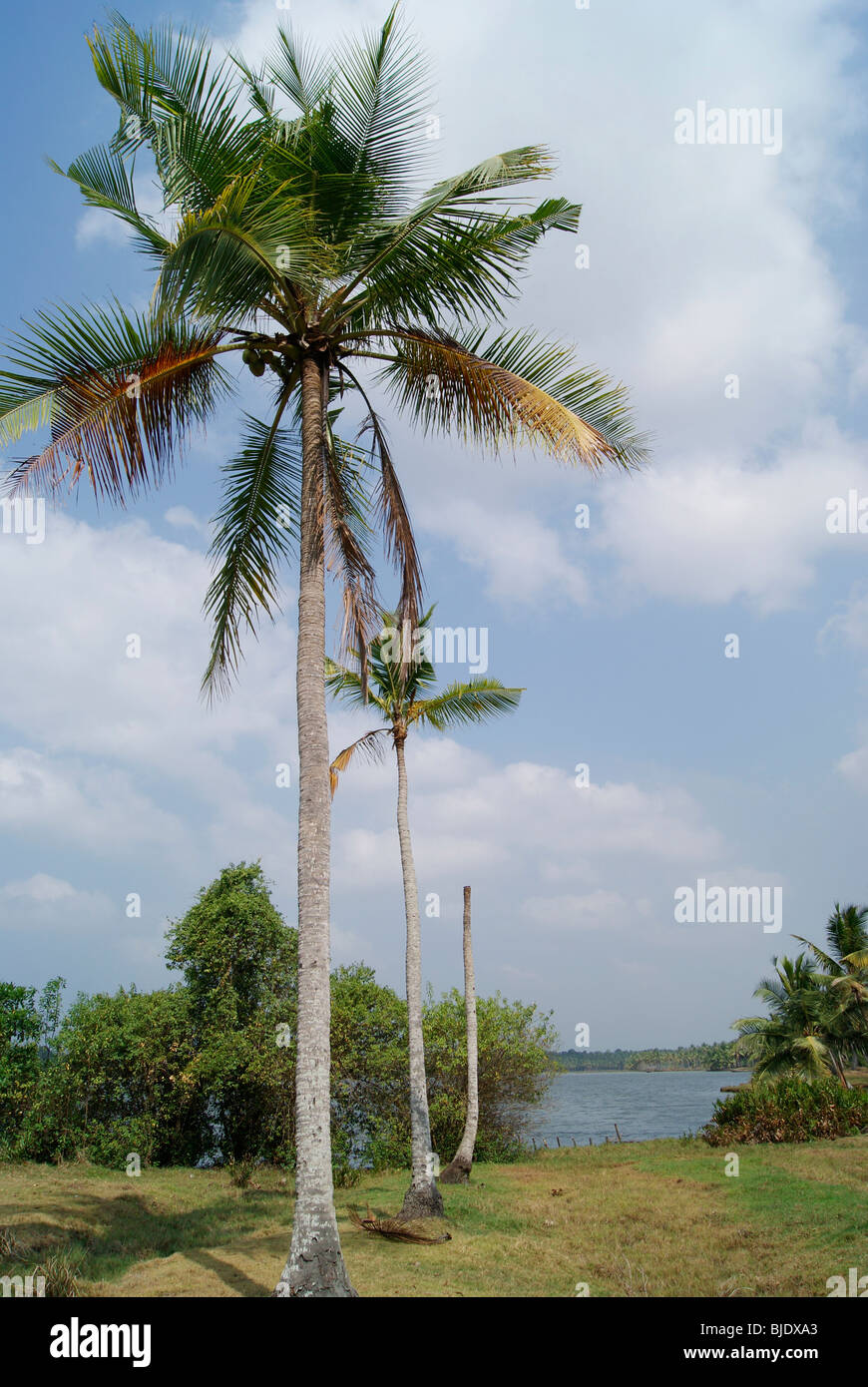 A Beautiful coconut Landscape scenery in the Shore Land strip of Kerala ...