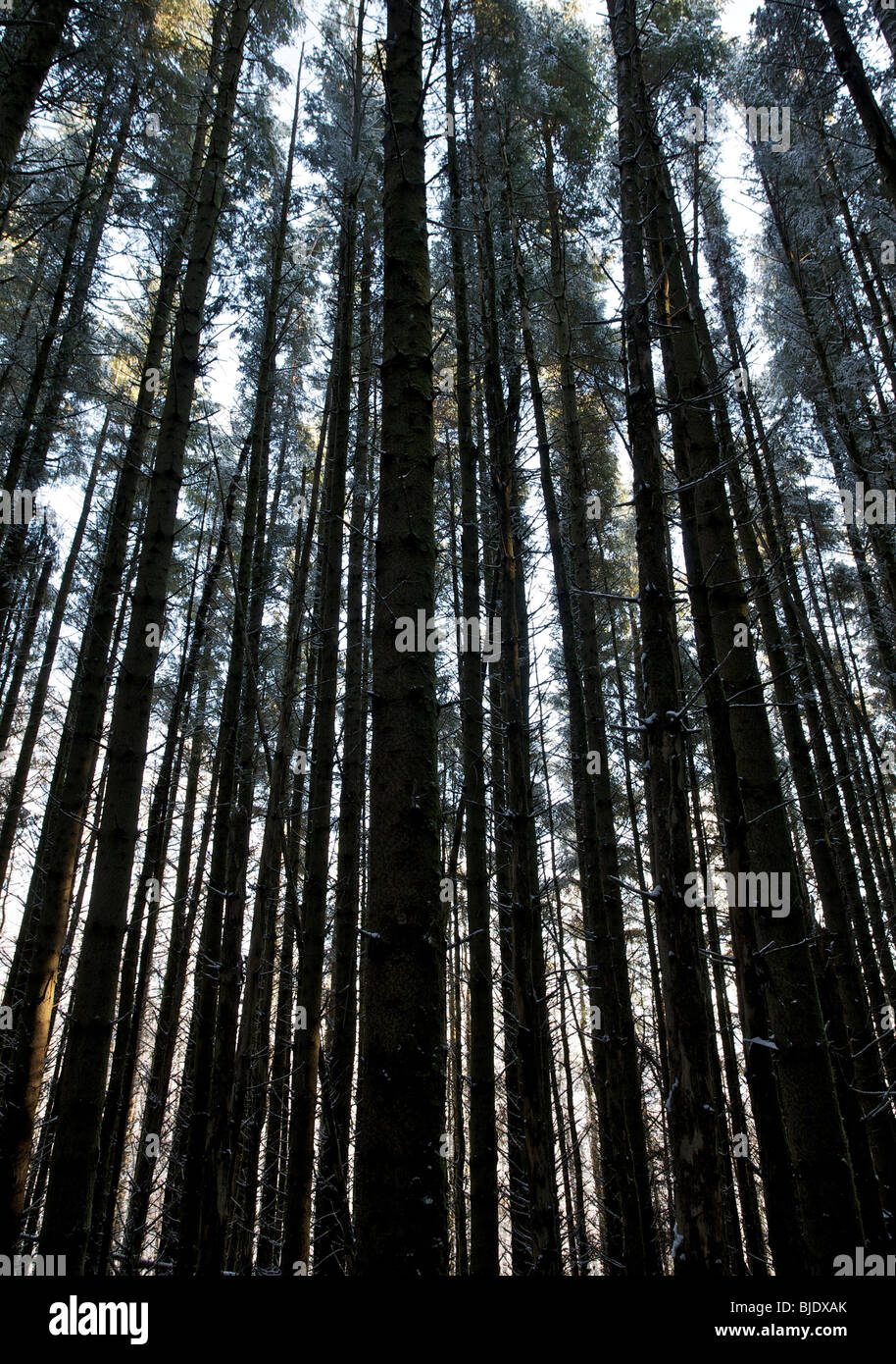Portree forest, Isle of Skye, Scotland Stock Photo - Alamy