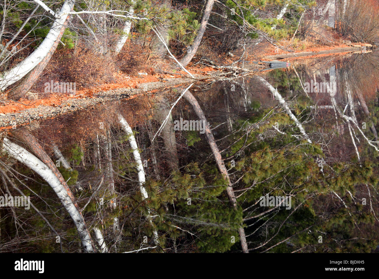 Tree limbs hi-res stock photography and images - Alamy