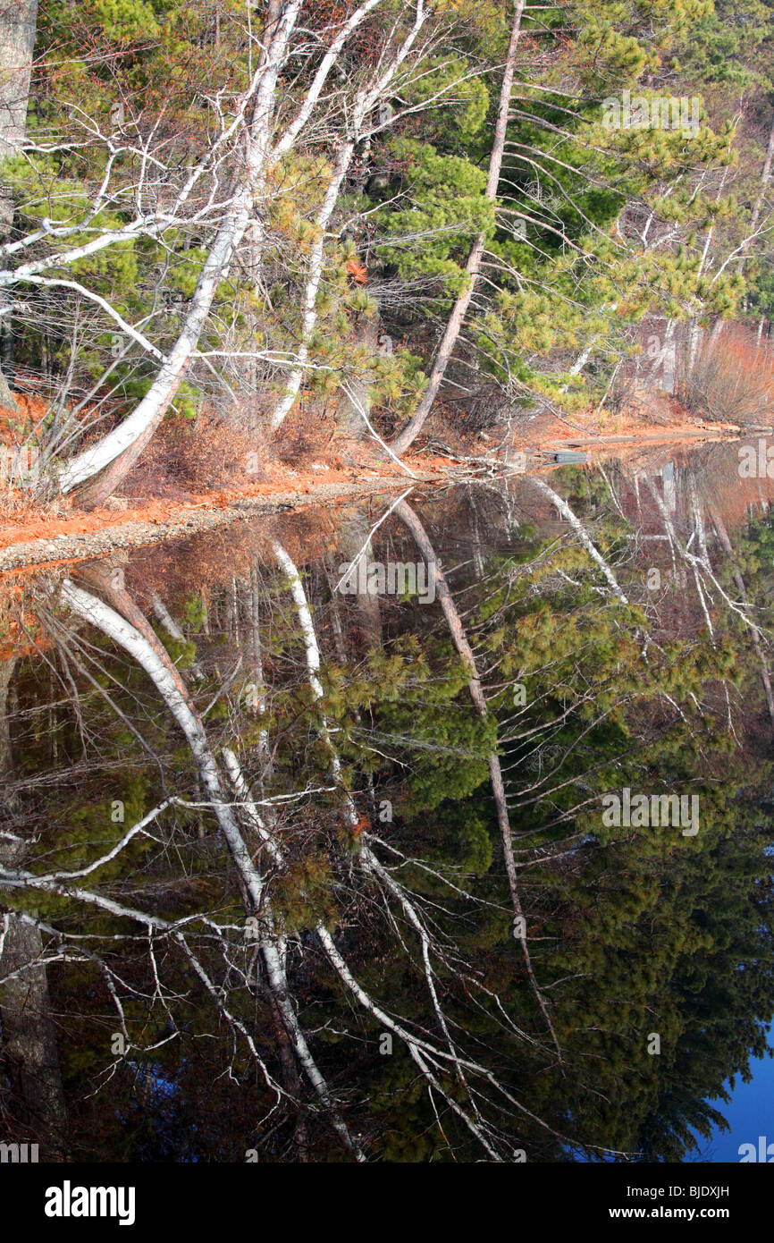 Mirrored image of tree limbs in lake reflection, white birch, aspen ...