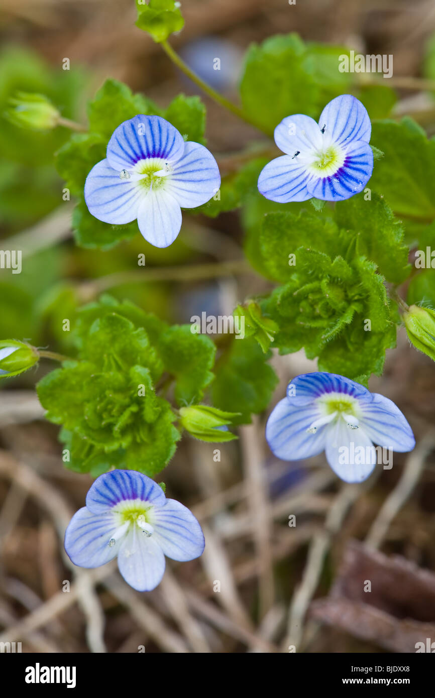 Persian Speedwell