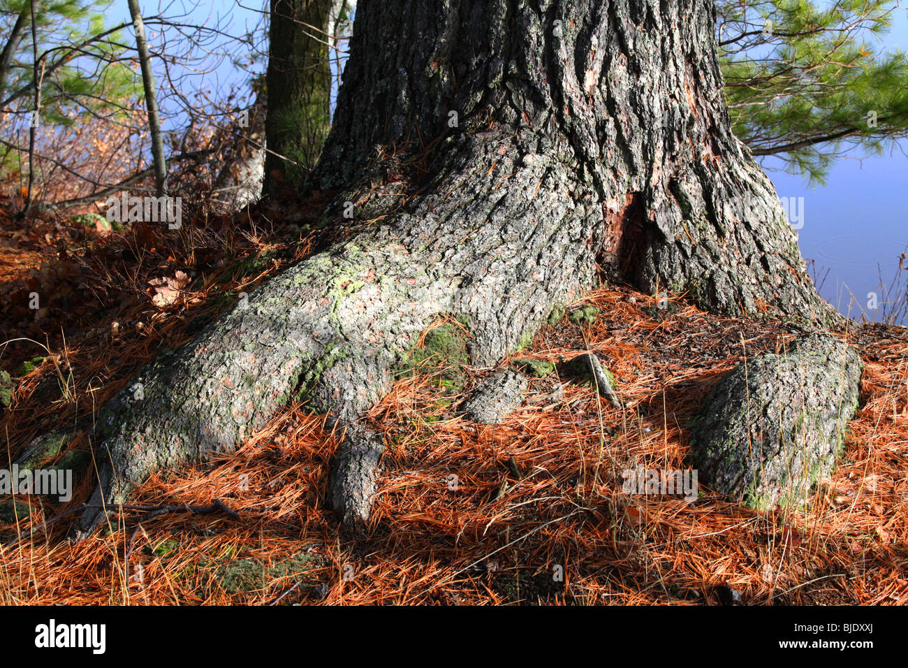 Large tree roots reaching into the forest ground as tendrils gripping ...