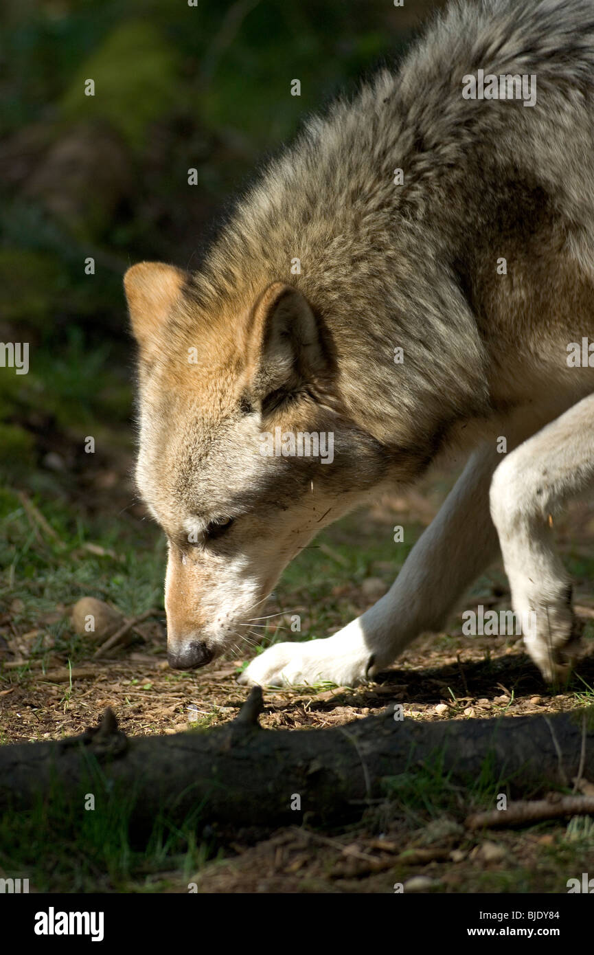 North American Timber Wolf Stock Photo - Alamy