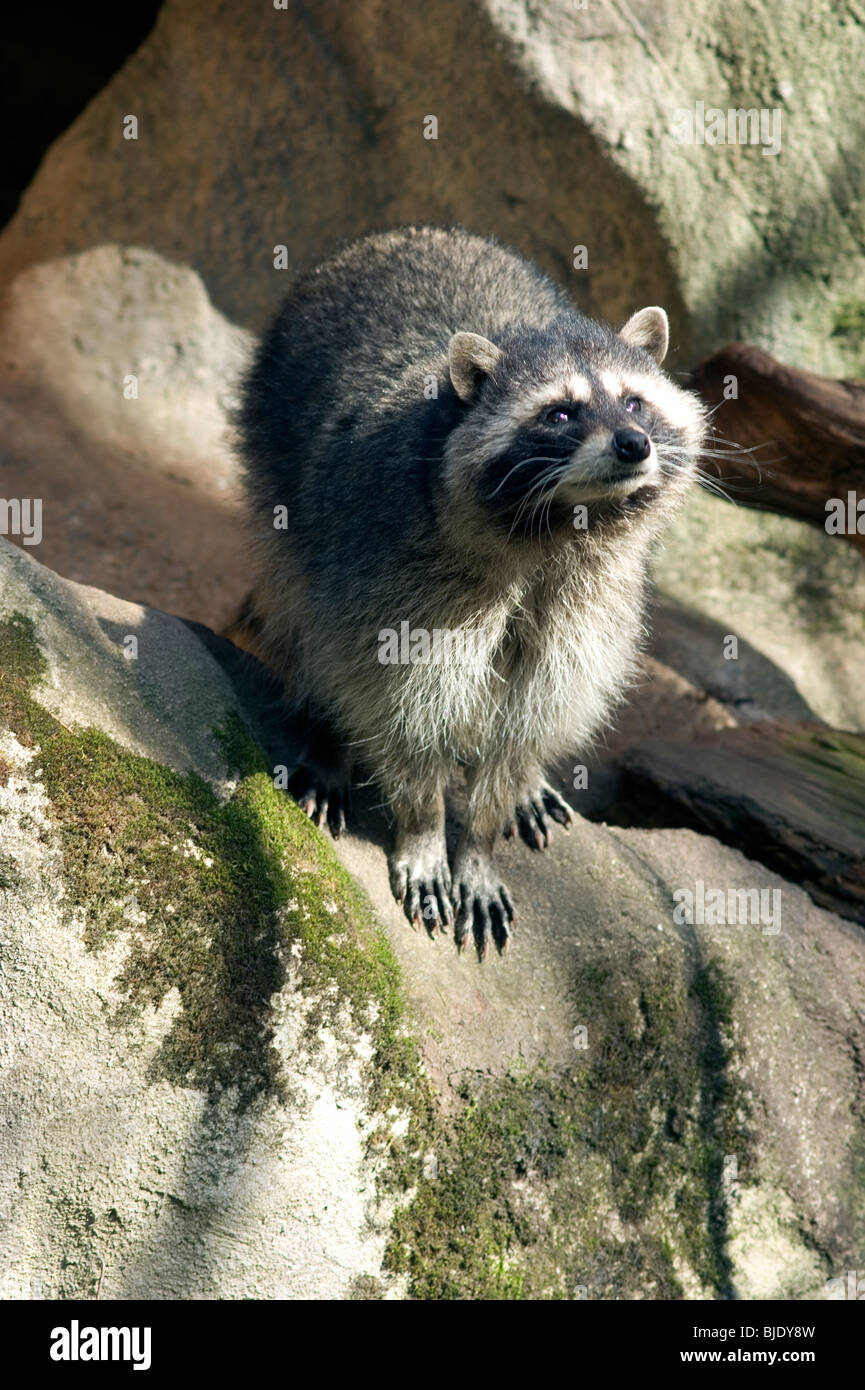 NORTH AMERICAN RACCOON Stock Photo - Alamy