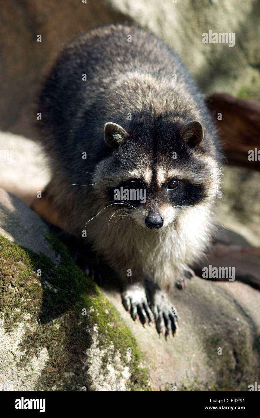 NORTH AMERICAN RACCOON Stock Photo - Alamy