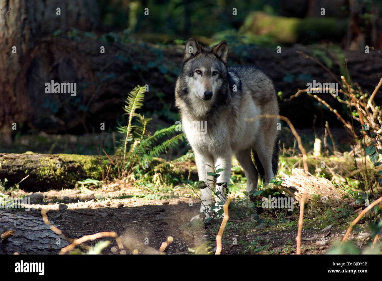 North American Timber Wolf Stock Photo - Alamy